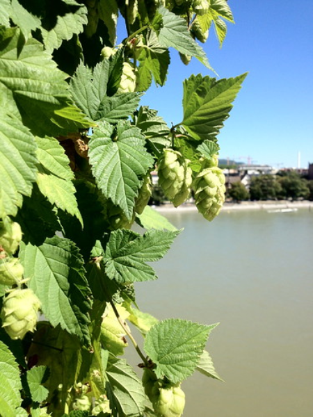 Evaluate Your Malts at Home: Congress Mash Technique for Homebrewers